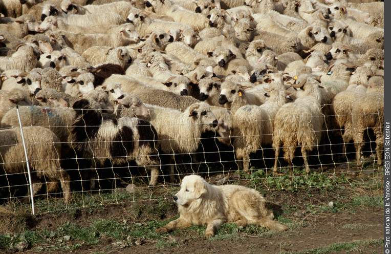 Sensibilisation à la présence des patous | Parc national de la Vanoise