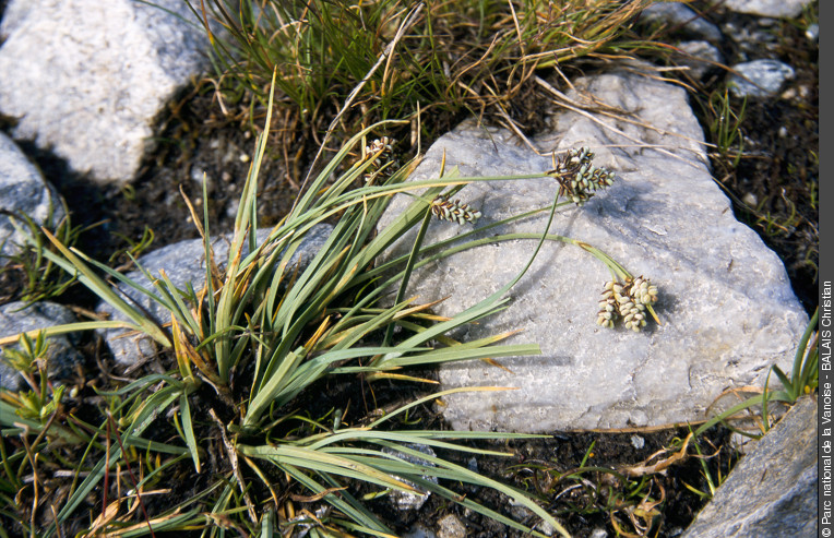 Laîche bicolore | Parc national de la Vanoise