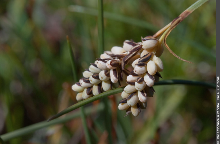 Laîche bicolore | Parc national de la Vanoise