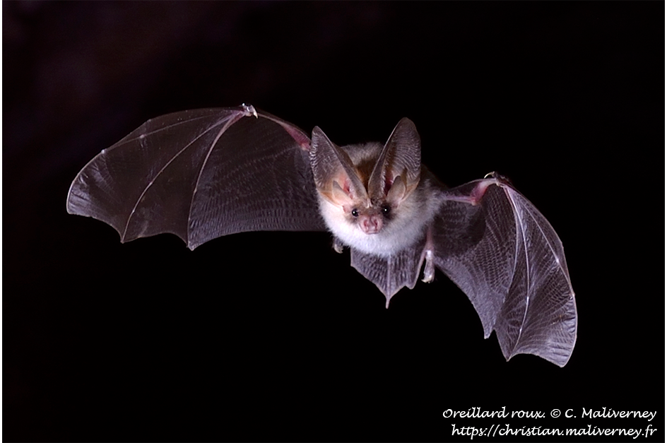 Inventaire des chauves-souris en Vanoise | Parc national de la Vanoise