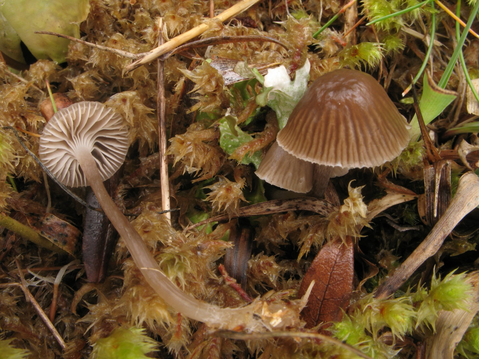 Scoop en Vanoise : découverte d’un champignon encore jamais observé ...