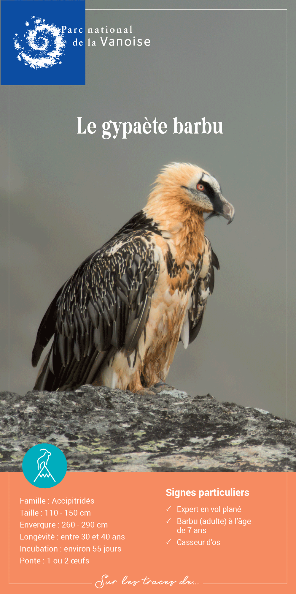 Gypaete-barbu-1.png | Parc national de la Vanoise