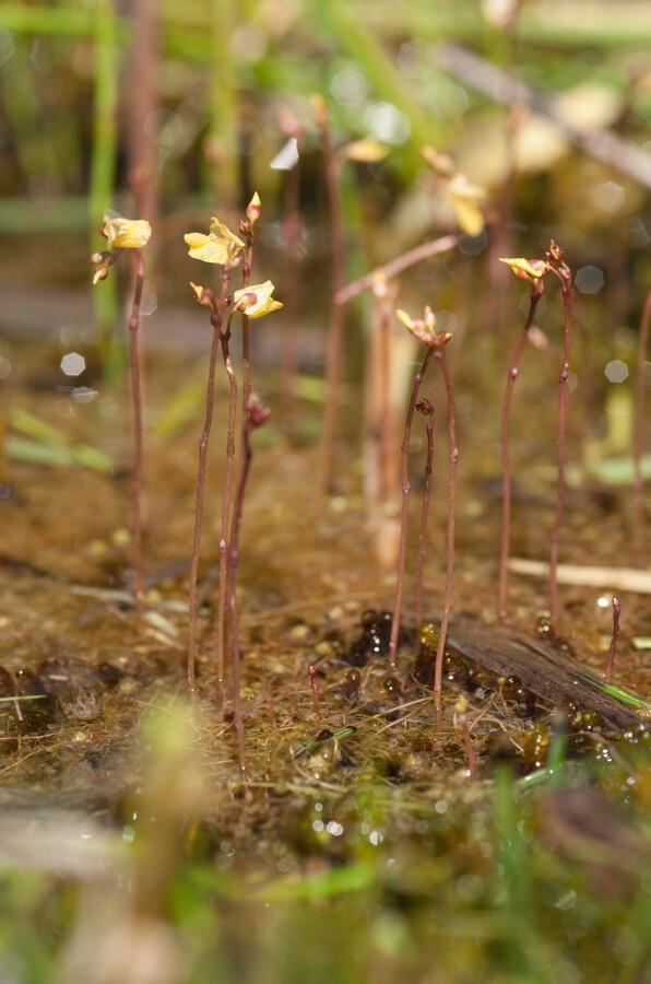 Une nouvelle plante carnivore identifiée en Vanoise | Parc national de ...