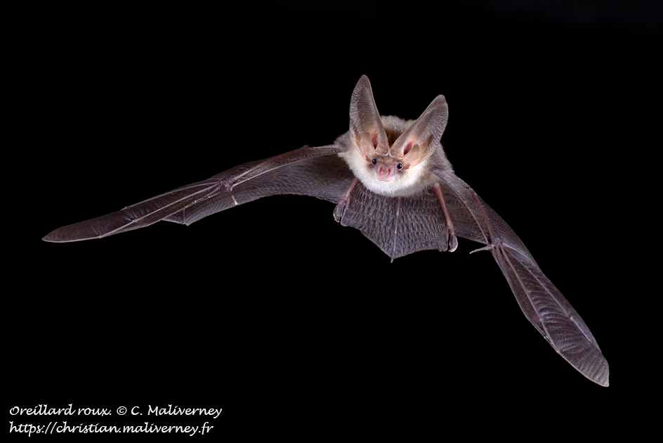 Quelles chauves-souris en Vanoise ? | Parc national de la Vanoise